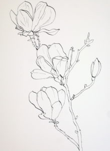 Drawing Pink Magnolia flowers – Pen and Ink plus Watercolor Wash – Pen ...