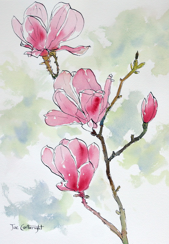 Drawing Pink Magnolia flowers – Pen and Ink plus Watercolor Wash – Pen ...